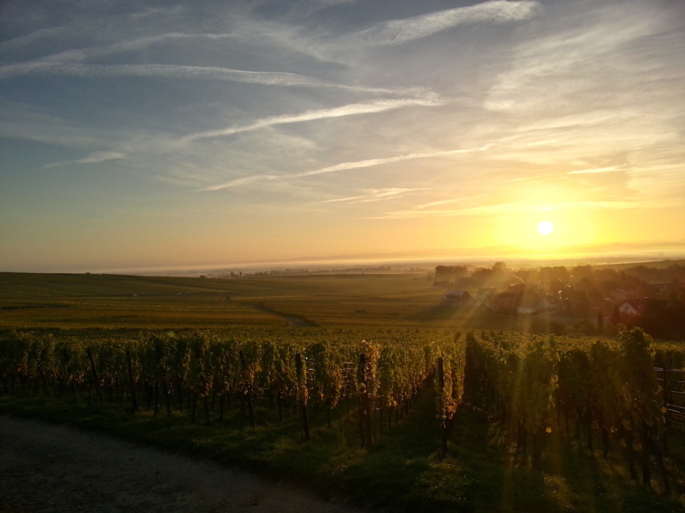 Iconic Winery Retrospective: Maison Trimbach – ROCKIN RED BLOG