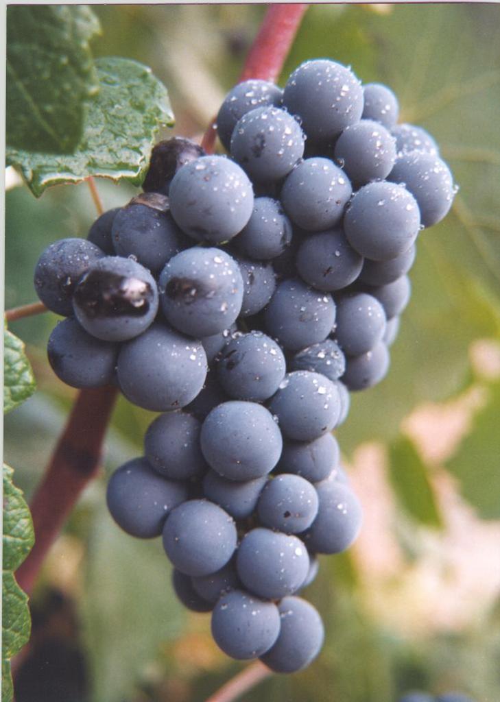 Get to Know Spain’s Utiel-Requena DO – ROCKIN RED BLOG