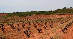 Get to Know Spain’s Utiel-Requena DO – ROCKIN RED BLOG