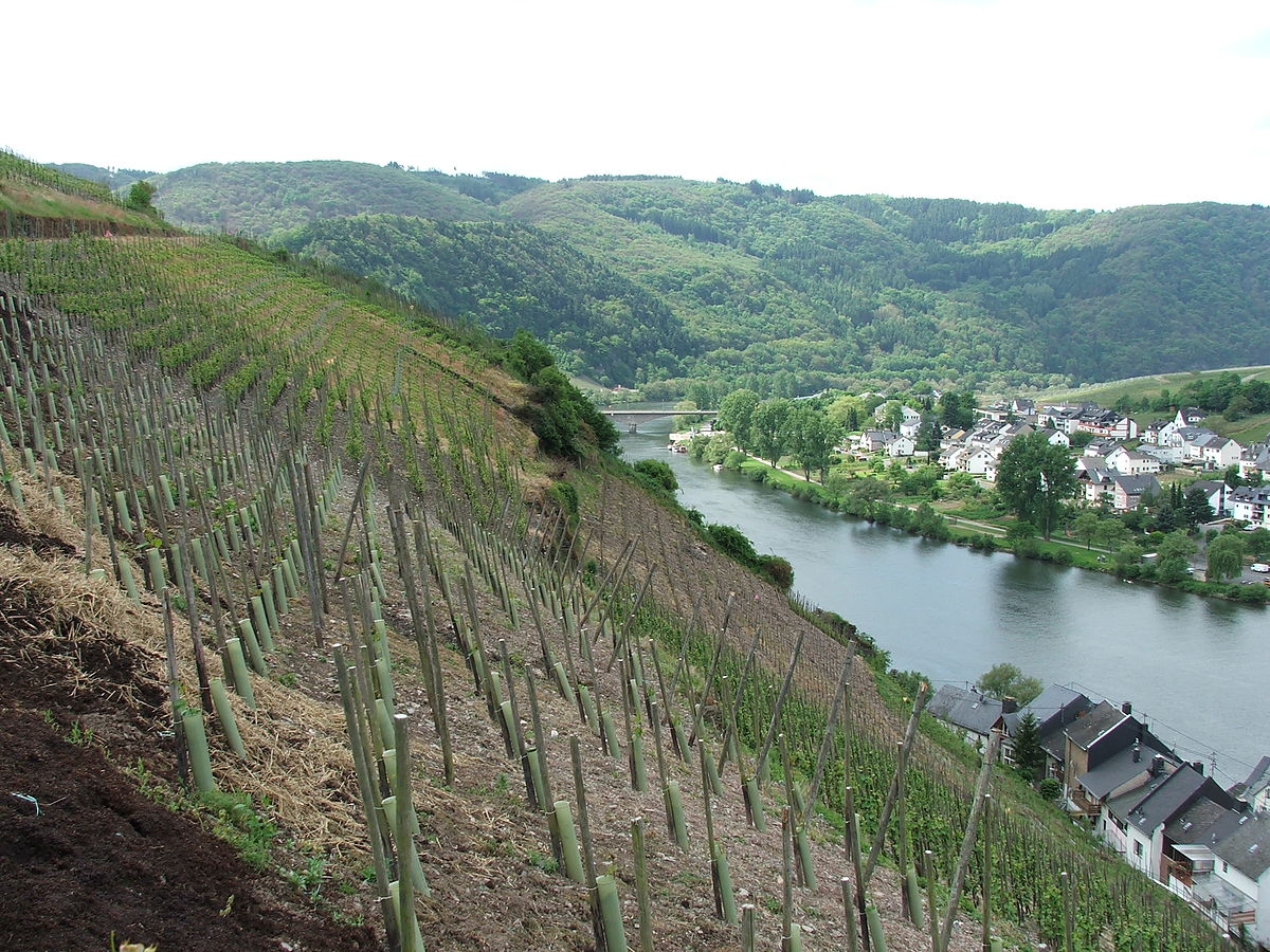 Get to Know German Riesling – ROCKIN RED BLOG